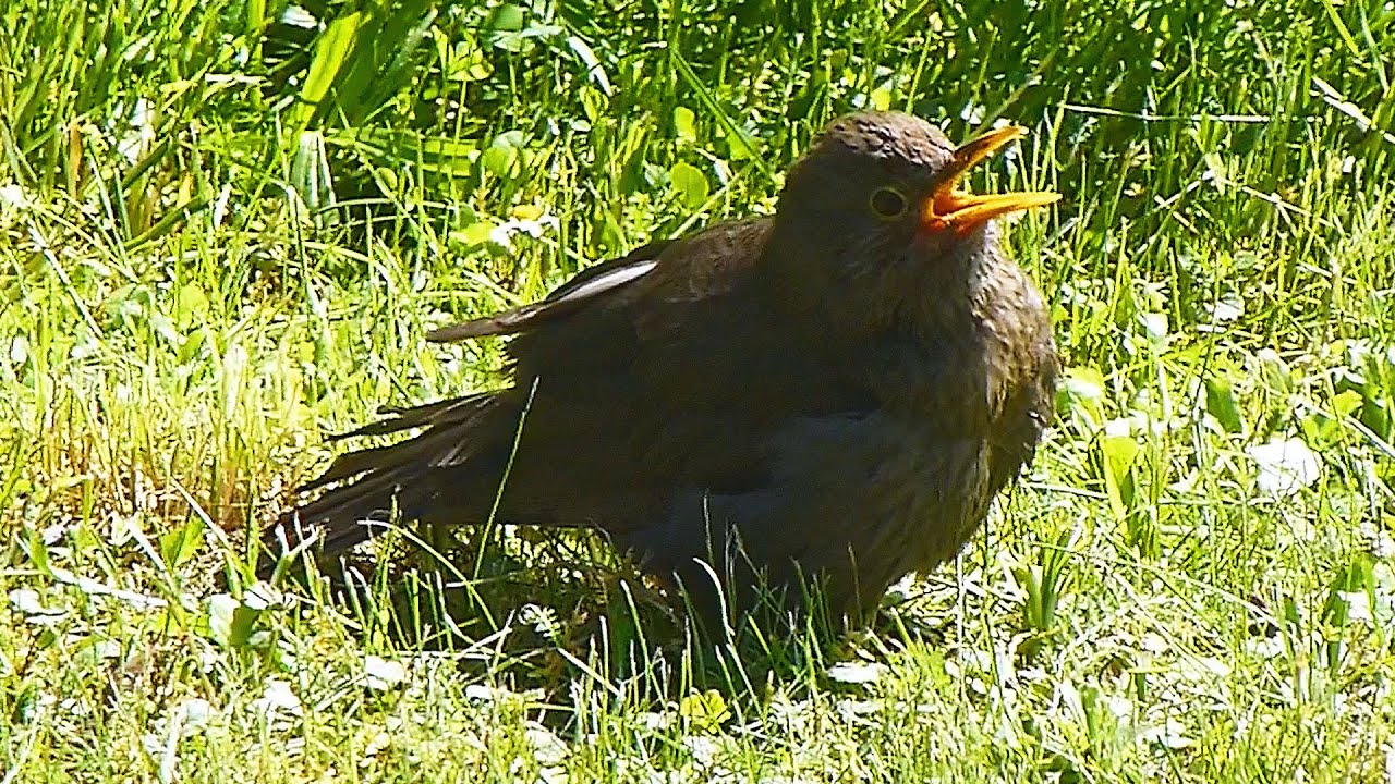 Kos černý - Opalování (Sunbathing Blackbird) - YouTube