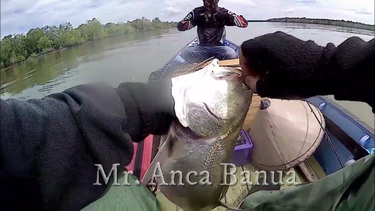 STRIKE IKAN SENANGIN BABON, MUARA BERAU, MANCING MANIA MANTAP #mancingmuara #mancingmaniamantap ...