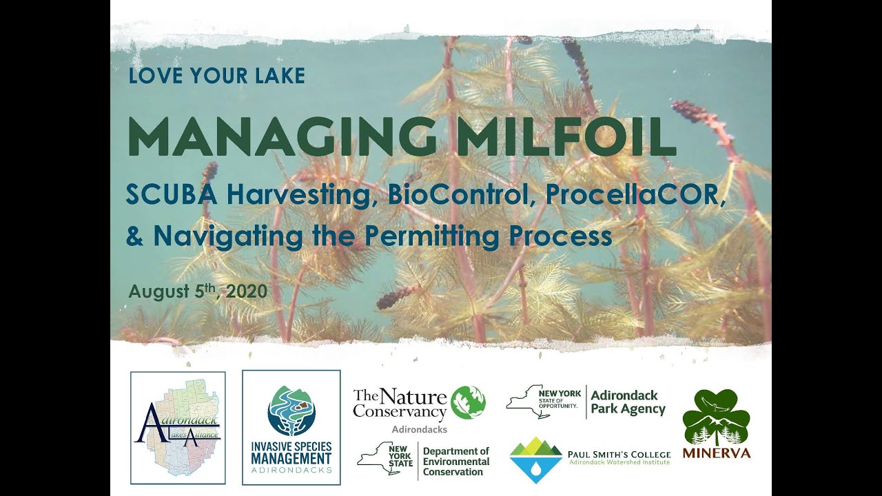Managing Milfoil: SCUBA Divers, Weevils, ProcellaCOR, & Permitting ...