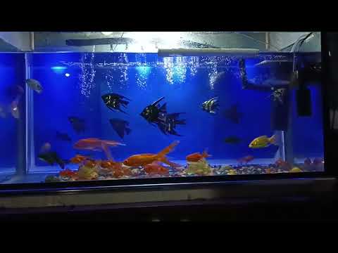 Akvarium baliqlari