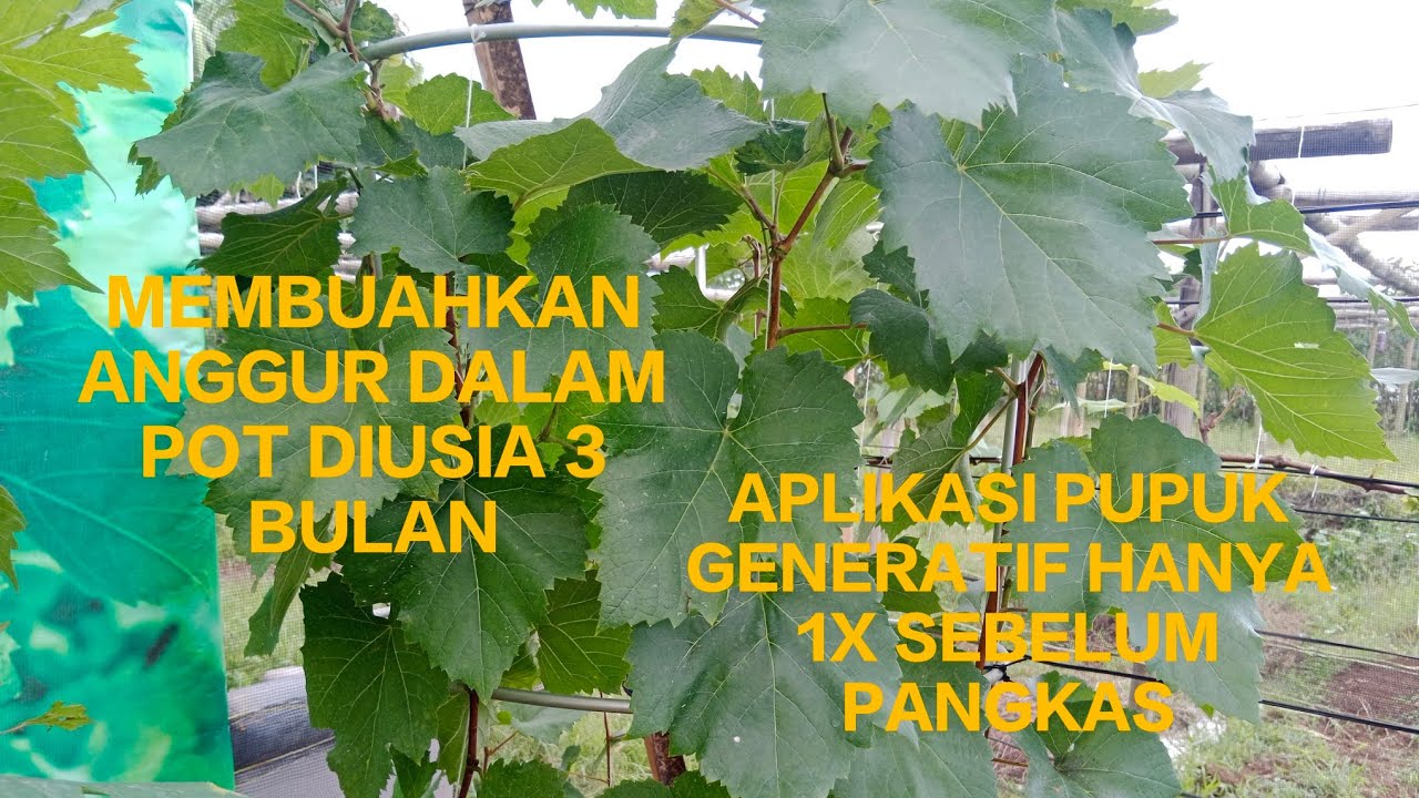 PUPUK UNTUK MEMBUAHKAN ANGGUR JUPITER DI POT 100 LITER?! [Perencanaan ...
