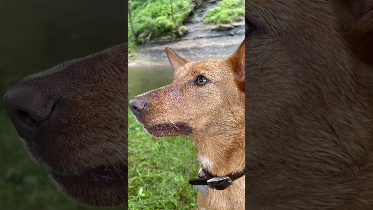 Aussie Kelpie Goes For Gold - YouTube