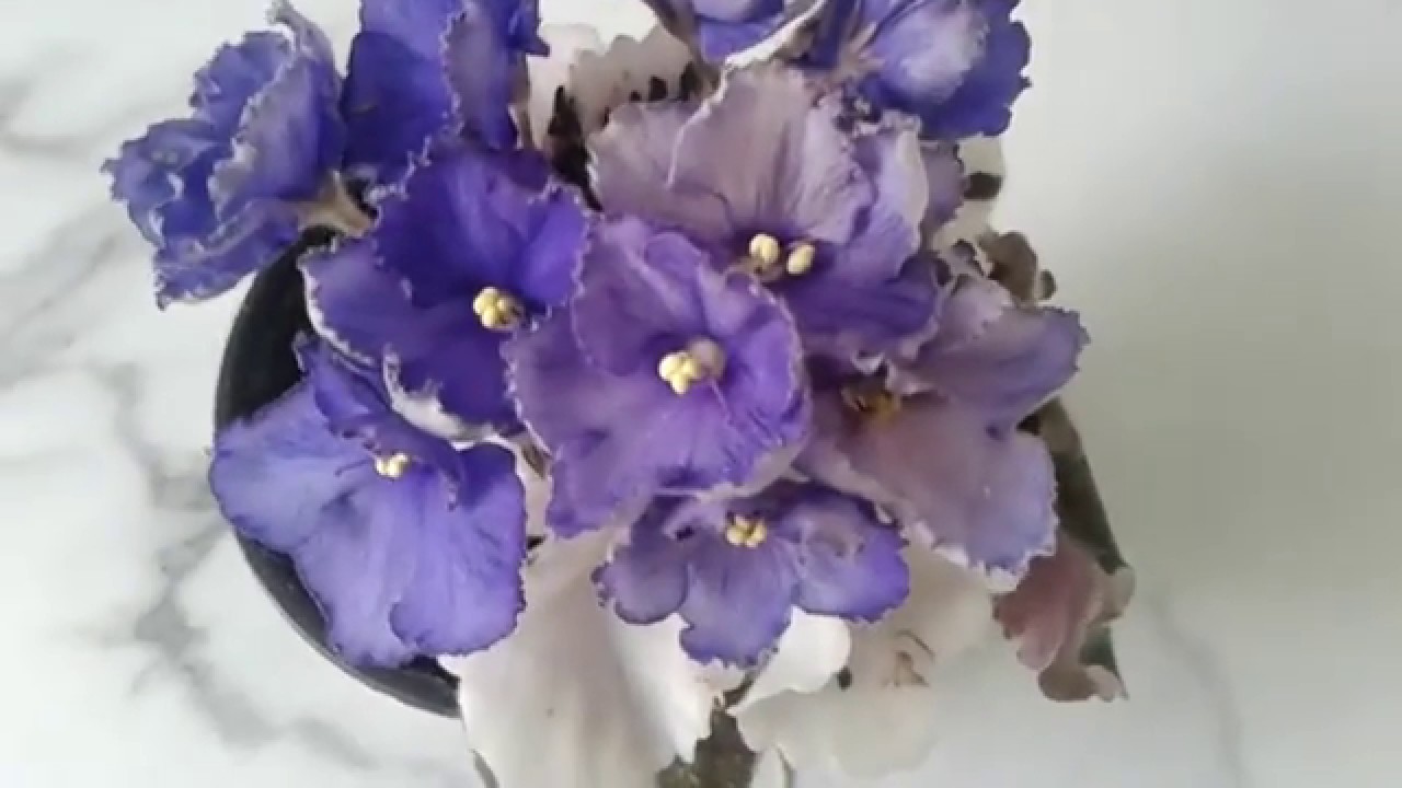 African violet Optimara Modesty - YouTube