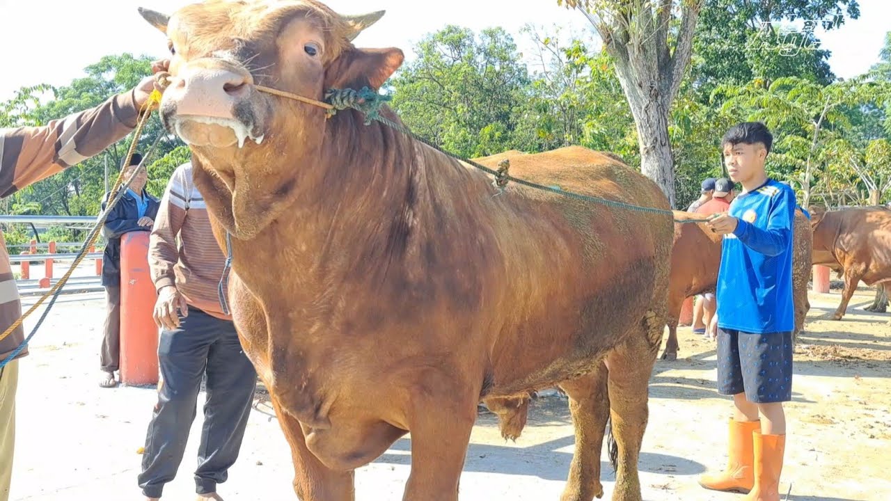 Sapi limousin super merbabu turun gunung setelah sekian lama bertapa ...