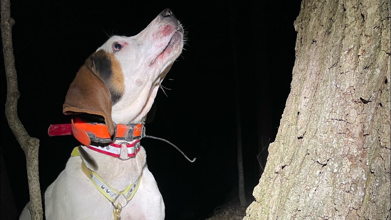 Coon Hunting with a New Female - YouTube