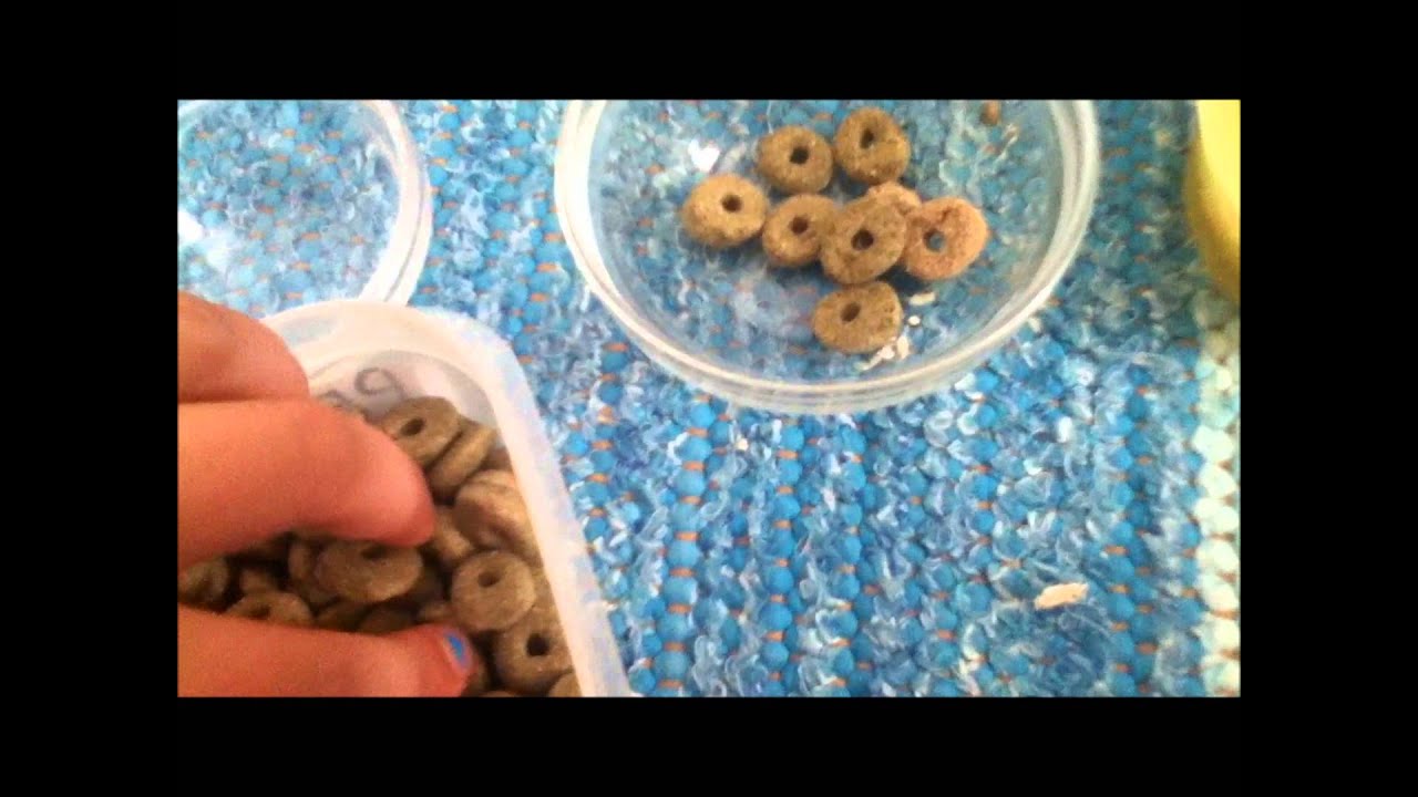 Hamster daily care routine - YouTube