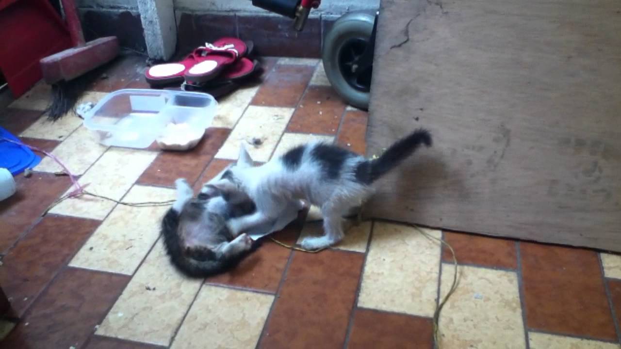 CUTE KITTENS FIGHTING OVER FOOD - YouTube