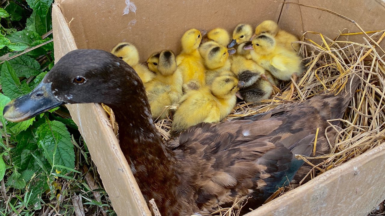 Amazing Pekin 40Duckling Hatching From Eggs _ Cute Cute Baby Duck Born ...