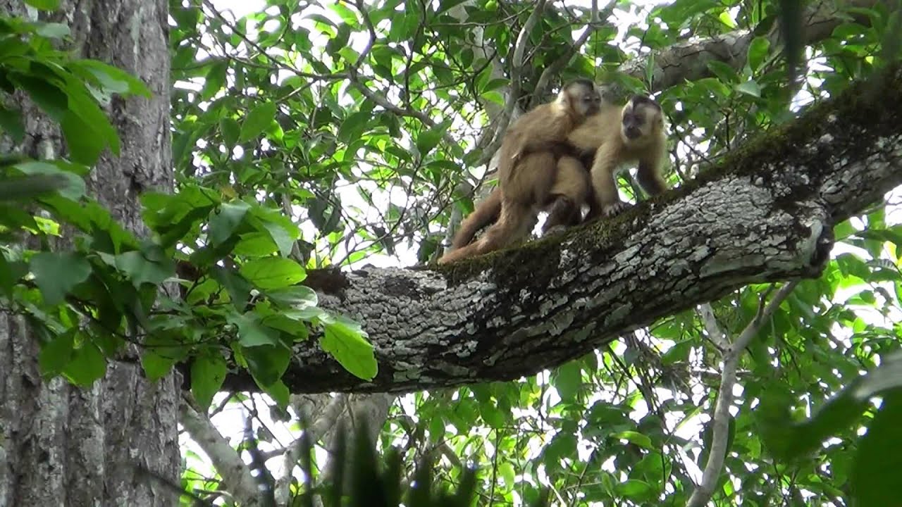 MACACO-PREGO-AMARELO e suas trilhas arbóreas (SAPAJUS LIBIDINOSUS ...