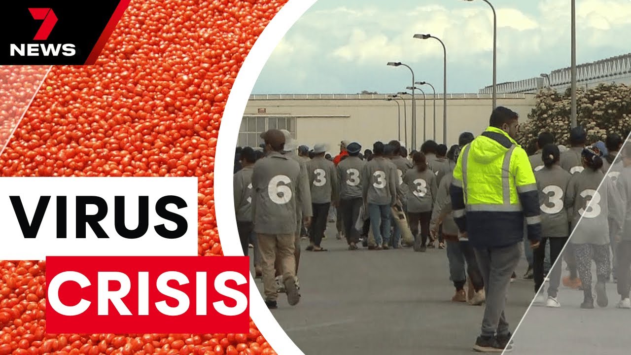Tomato virus crisis: Hundreds of Perfection Fresh workers sacked ...