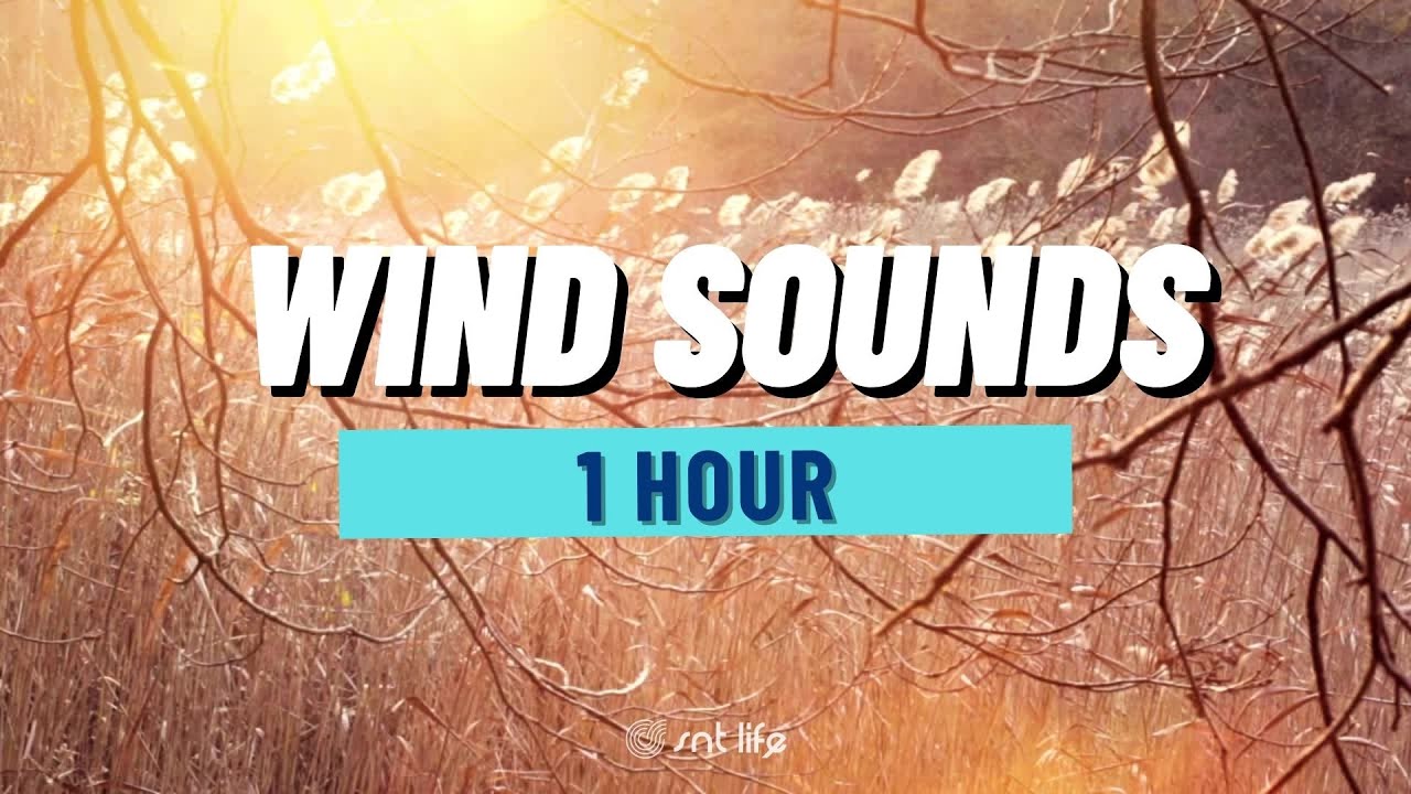 Whispers of Nature: 1 Hour of Soothing Wind Sounds - YouTube