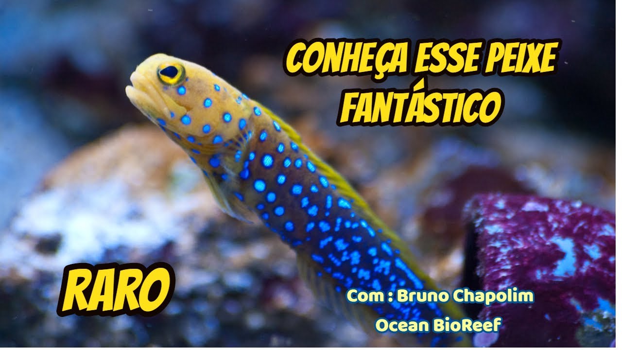 Conheça o Blue Spotted Jawfish - YouTube