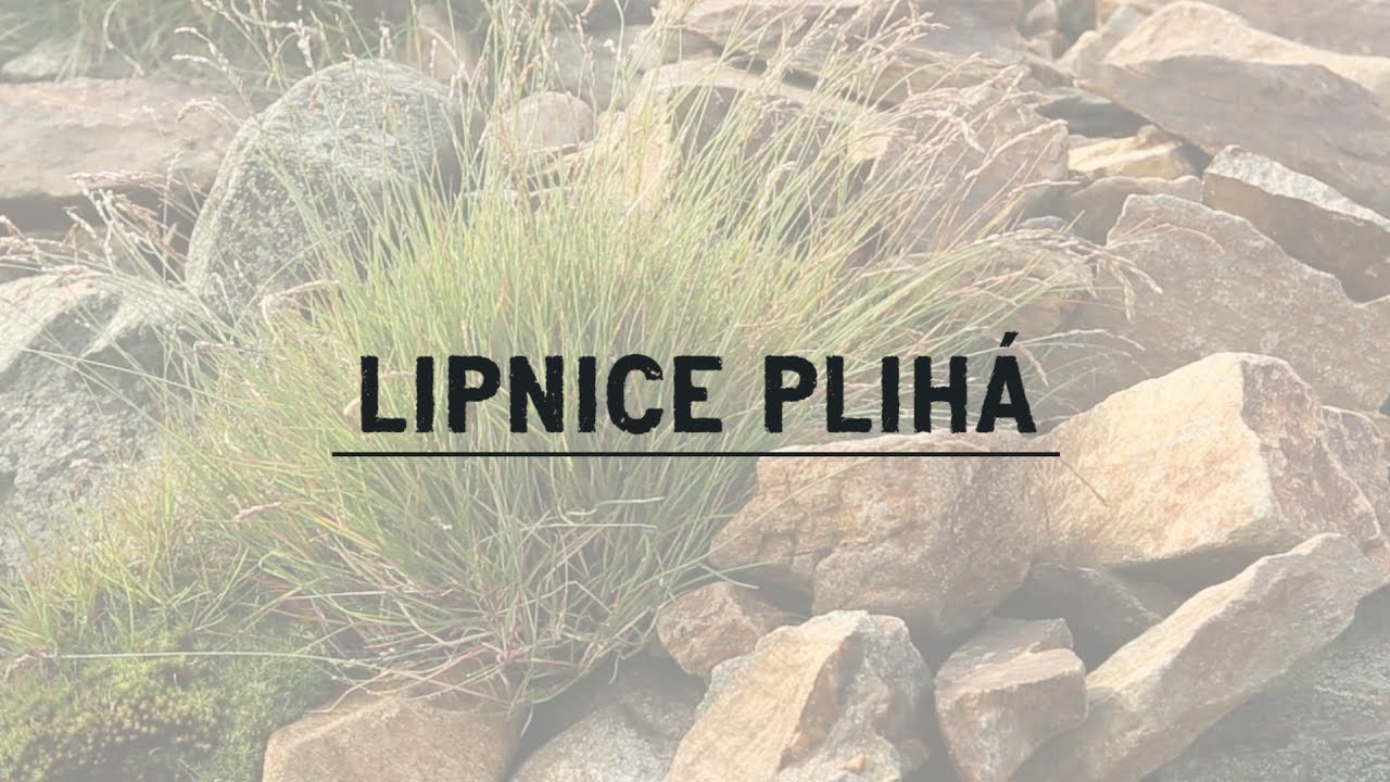 Lipnice plihá | Poklady krkonošské přírody 2 - YouTube