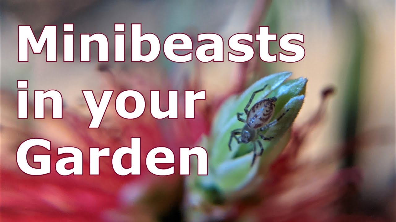What's in your Backyard: Minibeasts in your Garden - YouTube