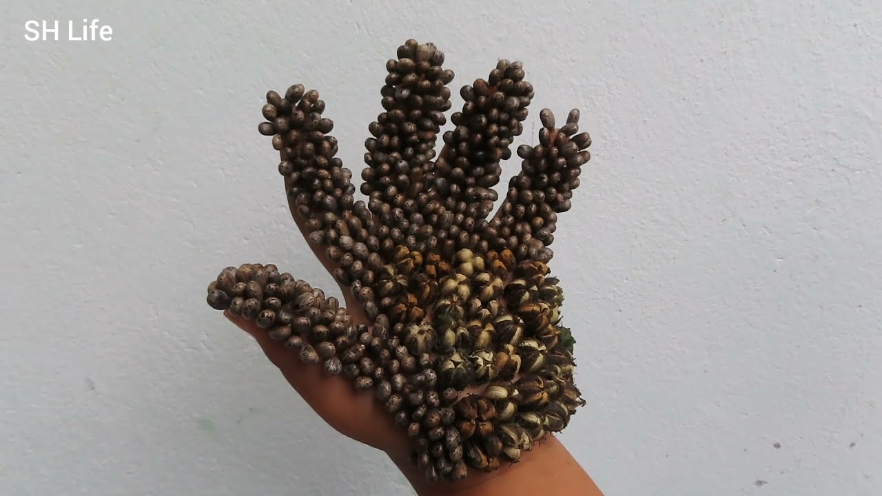 Amazing removing a lot of ticks style in palm human | Designed from ...