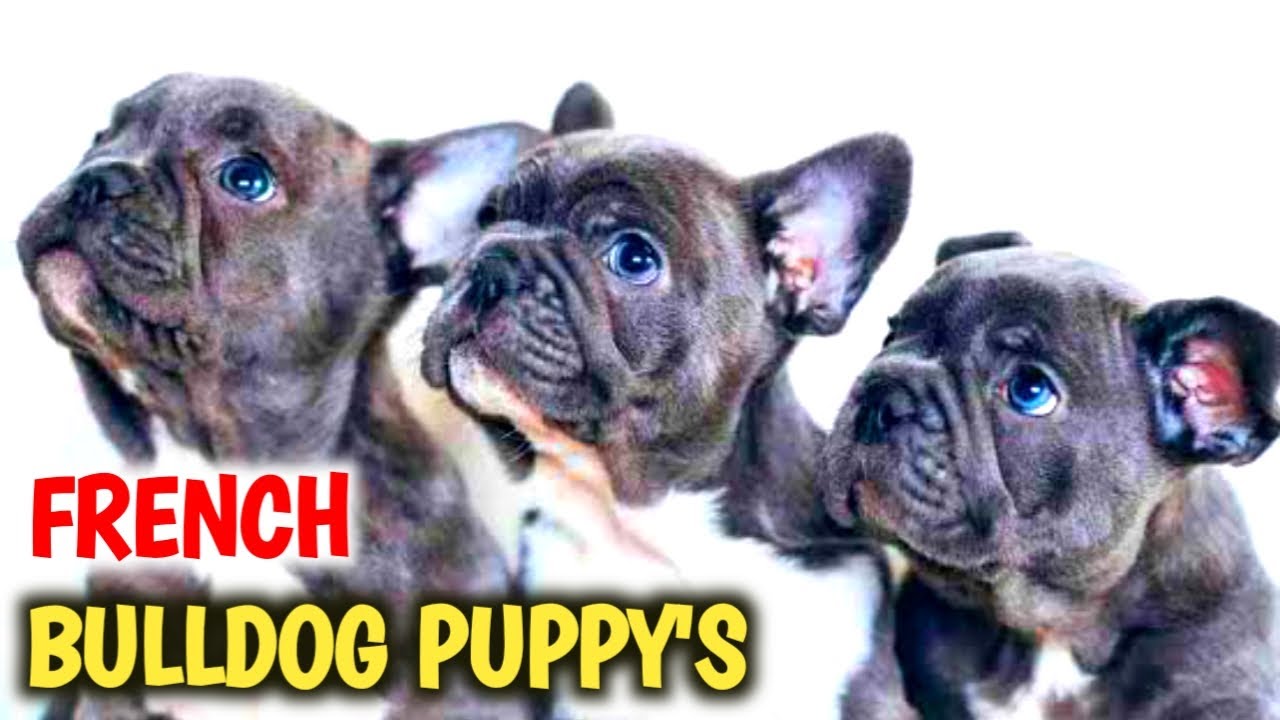 FRENCH BULLDOG PUPPIES | The cutest frenchie compilation - YouTube