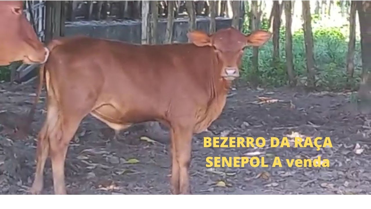 BEZERRO DA RAÇA SENEPOL A VENDA PURO SEM REGISTRO ZAP PARA CONTATO 83 ...