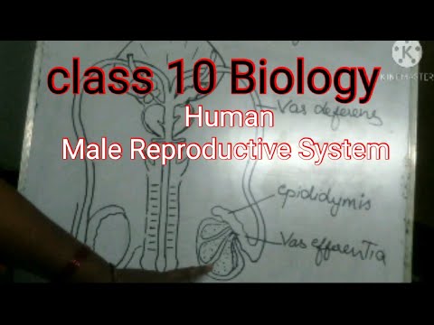 Class 10 Biology //Reproduction -Male reproductive system in human ...