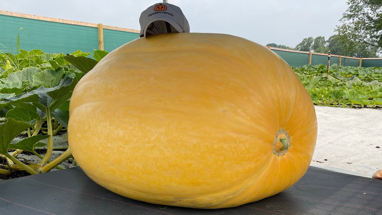 DAP 30 YouTube Challenge Pumpkin Pt. 11 - YouTube