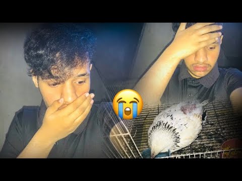 Mani murg mo😭😱balochi vlog - YouTube