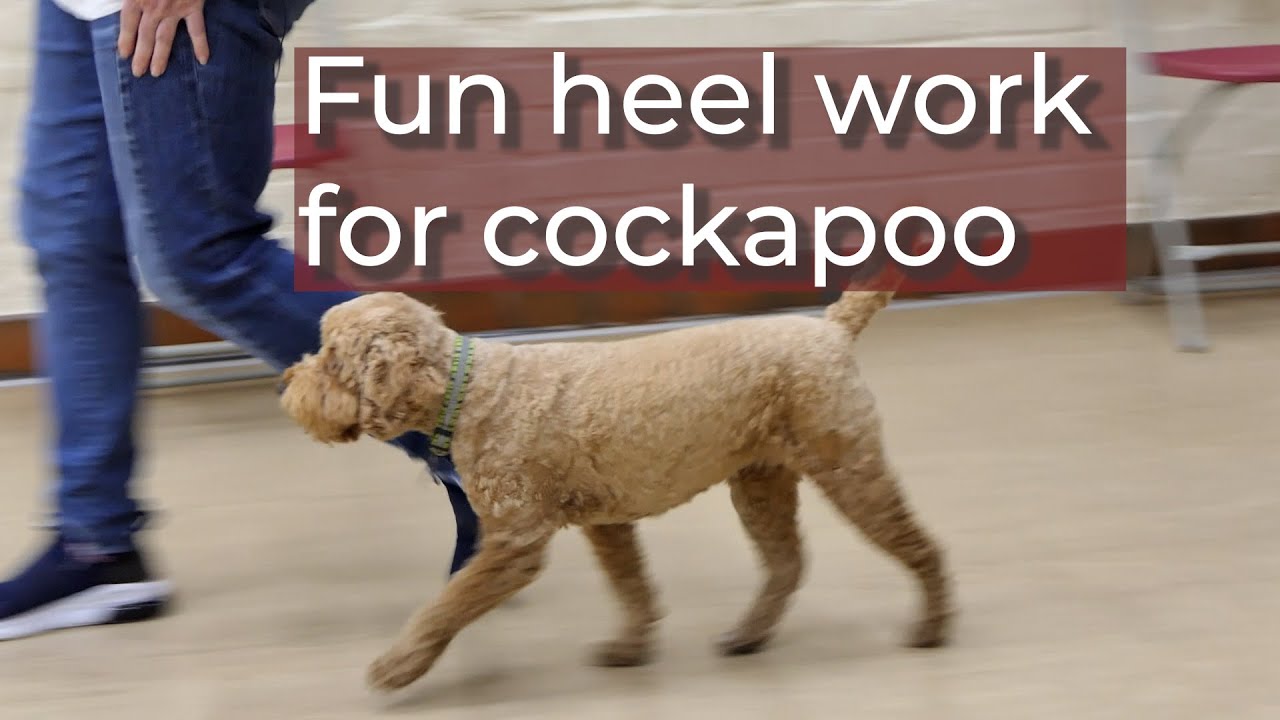 Cockapoo having fun doing heel walking moves - YouTube