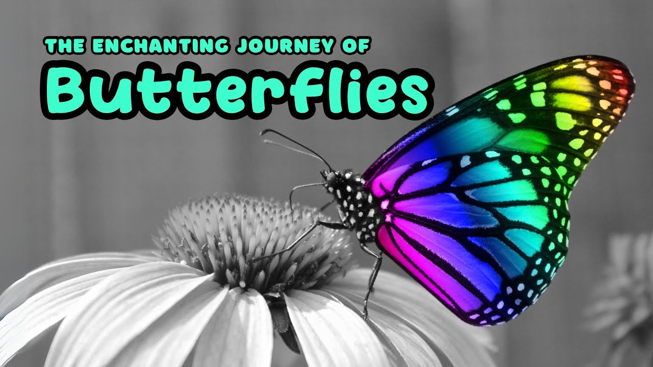 Butterfly metamorphosis | Kids educational video - YouTube