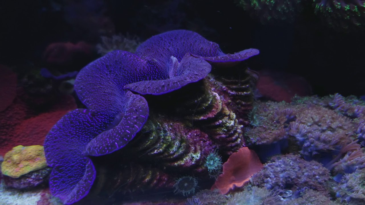 Blue Maxima clam spawning - YouTube