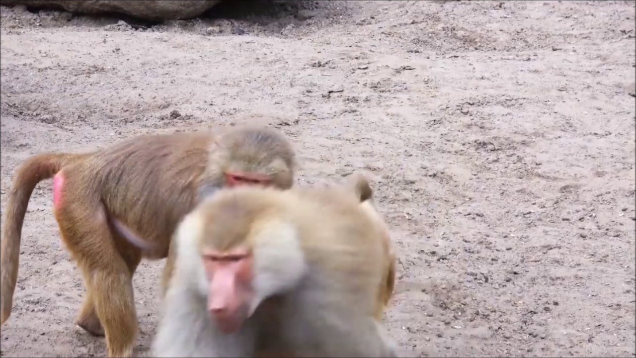 I Am Live Action Weasel - YouTube
