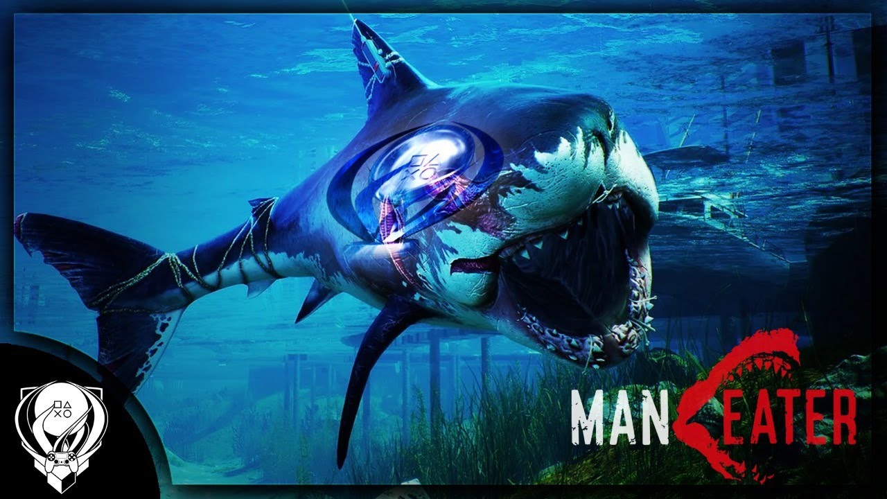Maneater - Hunting the Endangered Platinum Shark 🦈 - YouTube
