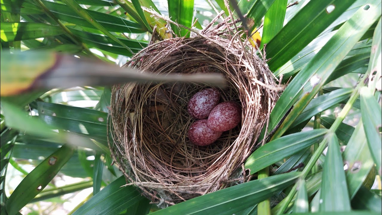 Amazing Egg Hatching Video - Bulbul Bird - Red Vented Bulbul - YouTube