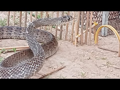 Traps catch snakes easily - YouTube