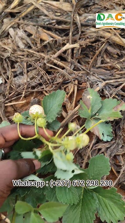 03 Variétés de fraises 🍓 en expérimentation - YouTube