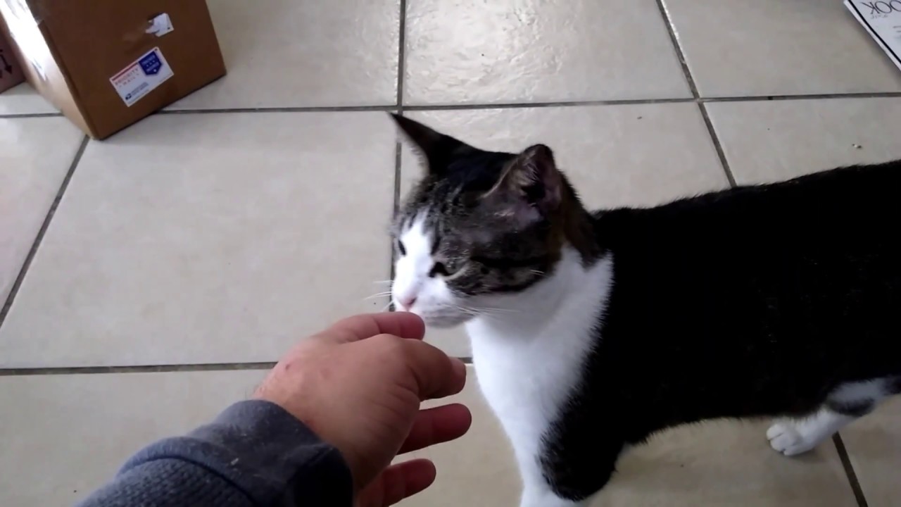 Two cats meeting for the first time Day 3 VLOG! Otro día mas - YouTube