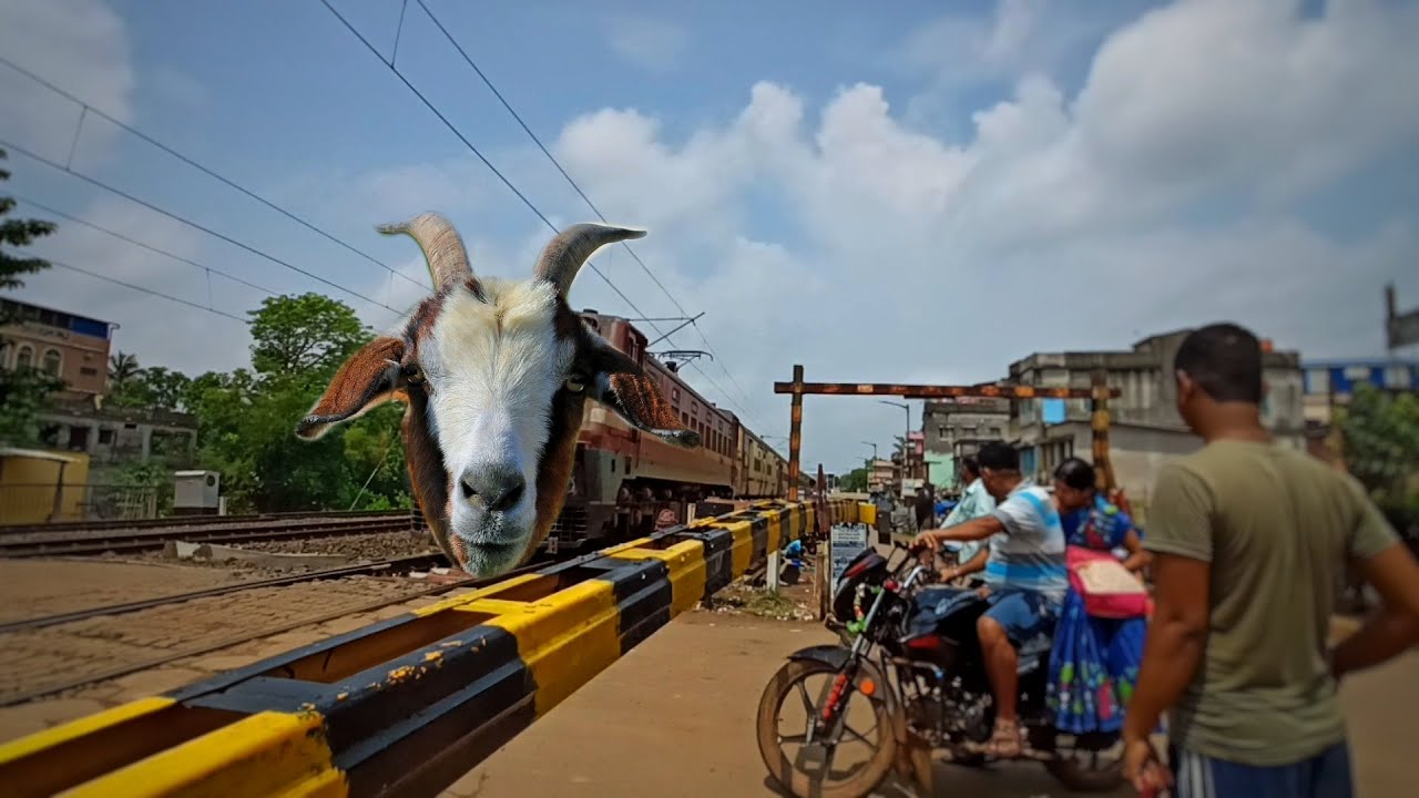 Beutiful GOAT Headed Express Train Dangerous & Furious Speed Moving ...