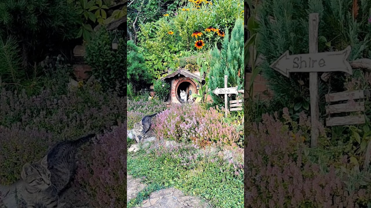 Little hobbits. #cats #cathouse #hobbit #cutecats - YouTube