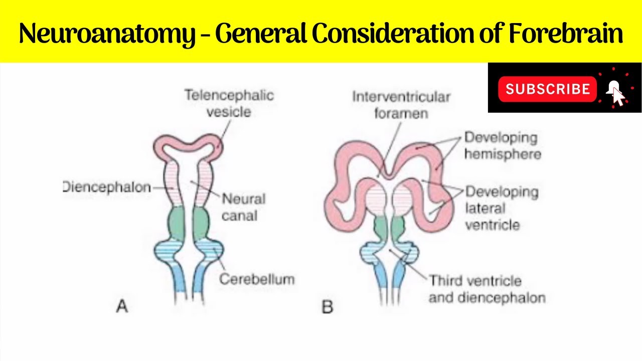 Forebrain - Development | Types of Cortex/Pallium | Structure of Cortex ...