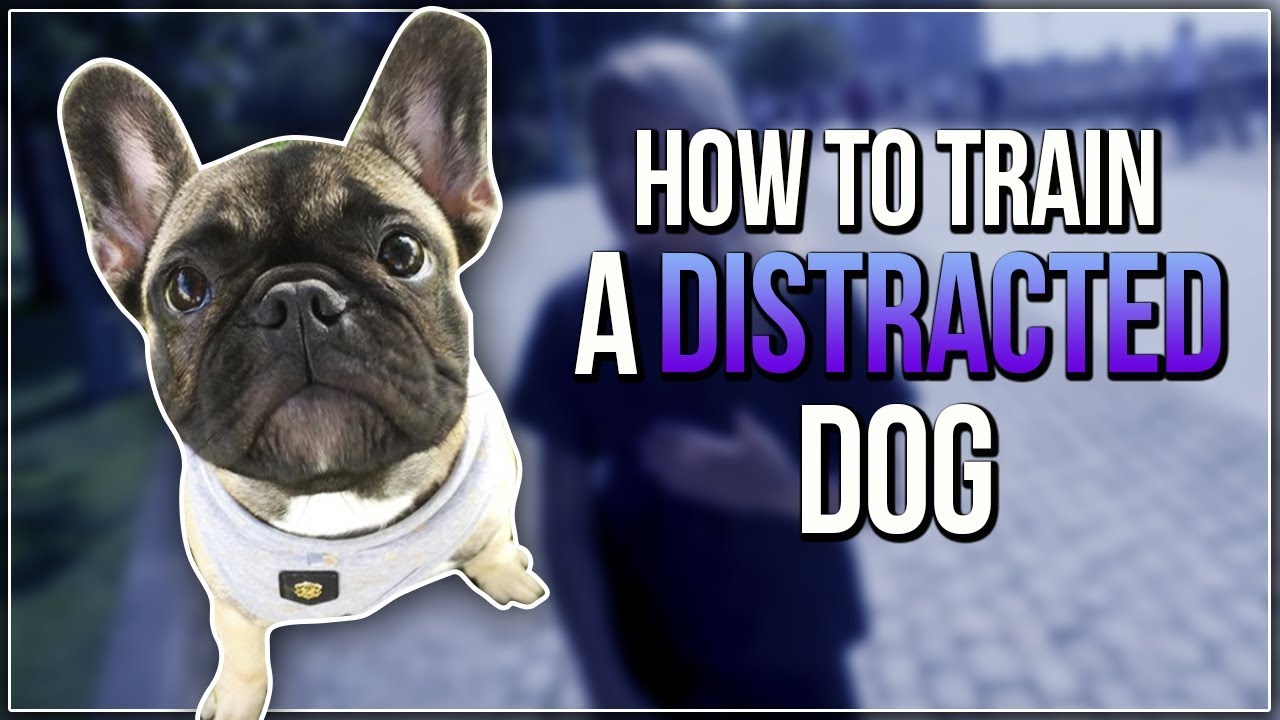 How Do You Train A Dog To Distract Easily