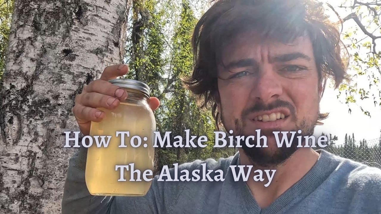 How To Make Birch Wine | Tapping Birch Trees In Alaska - YouTube
