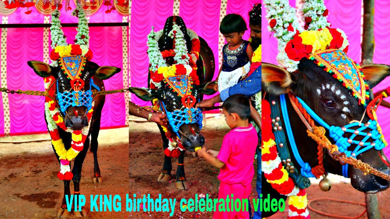 VIP KING birthday celebration video @bulletrani8271 - YouTube