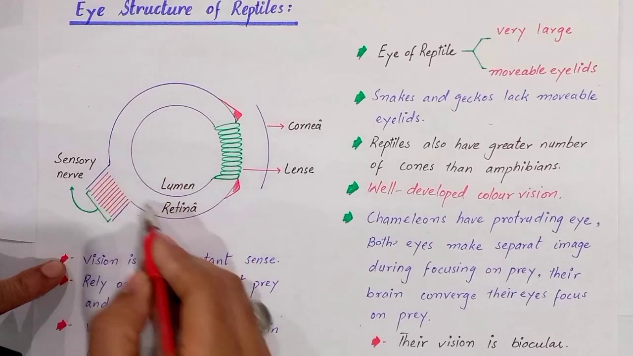 Reptiles eye structure | Class reptilia | Class Bsc Zoology - YouTube