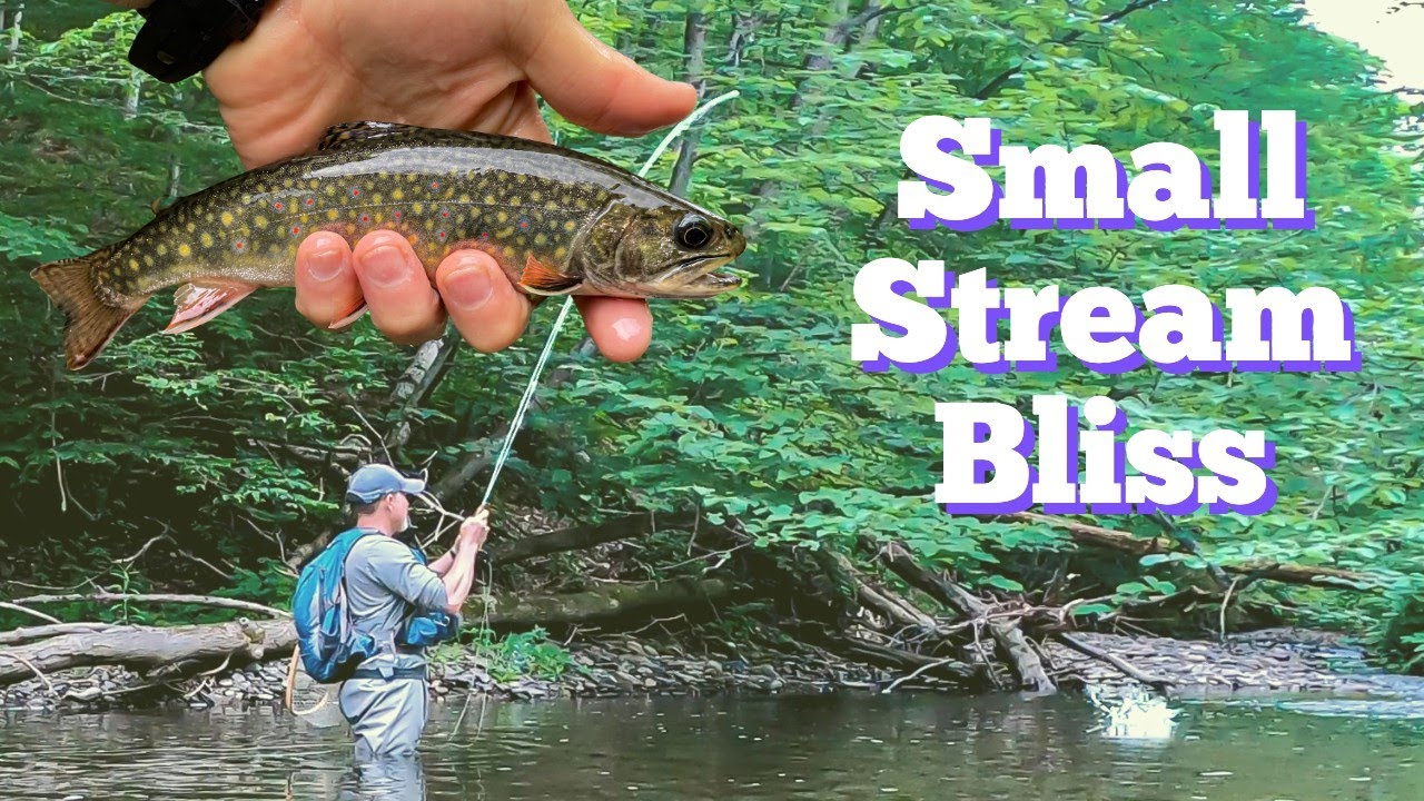 Fly Fishing a Small Wild Trout Stream / Central - NY - YouTube