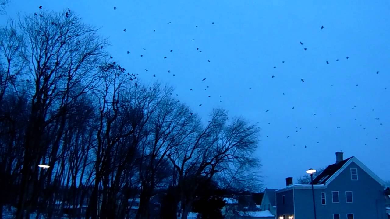 Those wacky Poughkeepsie crows - YouTube