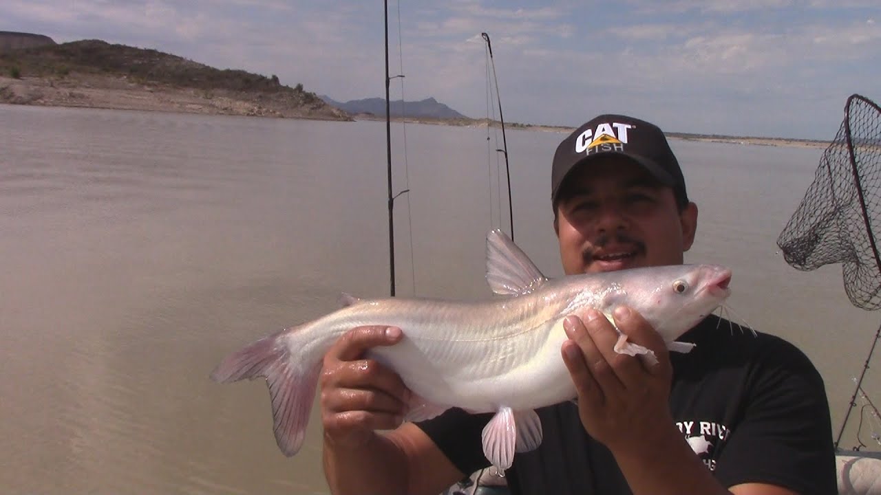 Shallow Water Catfish At Elephant Butte Reservoir - YouTube