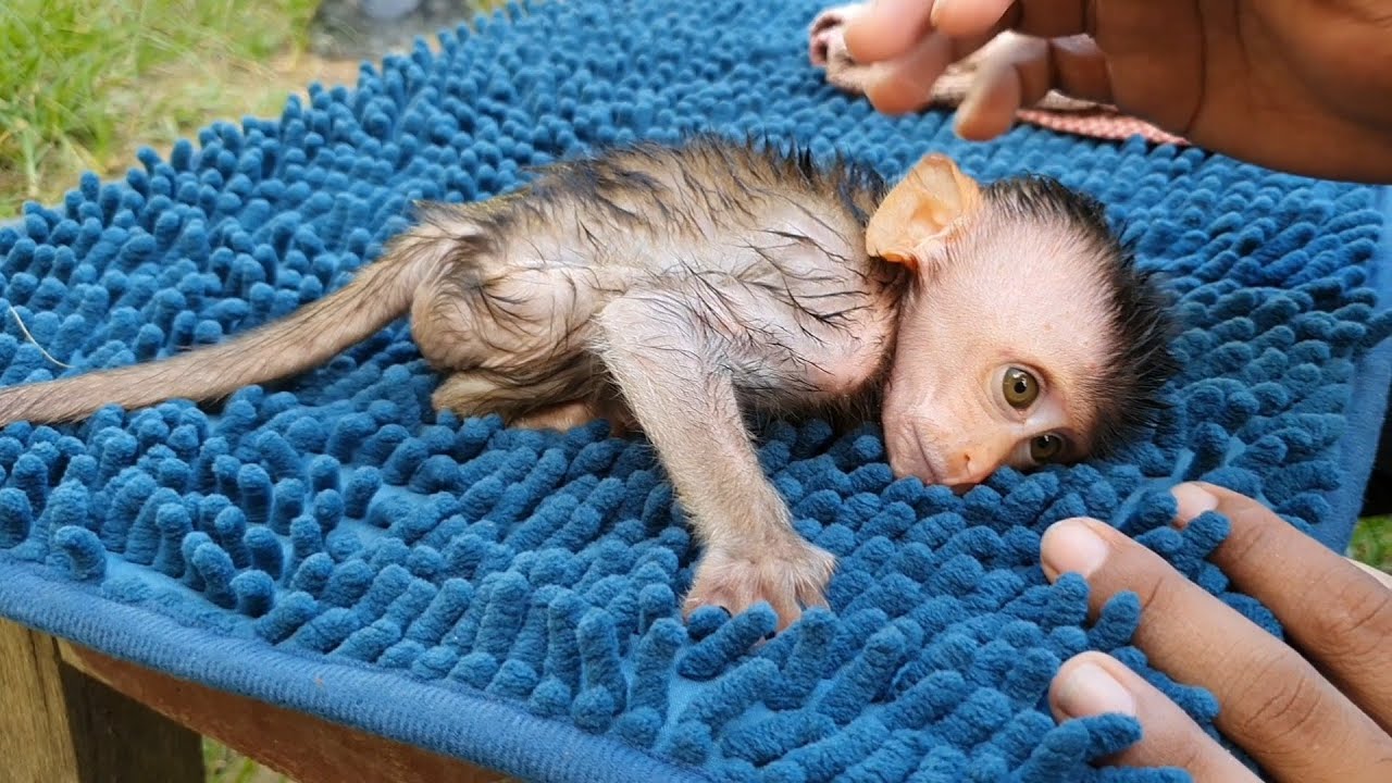 Baby monkey so cute sleep well after take a bath - YouTube