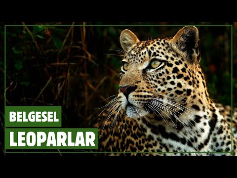 Gölgelerin Efendisi: LEOPAR | Afrika'nın Sessiz Avcısı (Vahşi Yaşam Belgeseli)