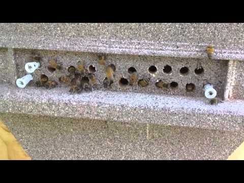 How To Plug Beehive In Wall