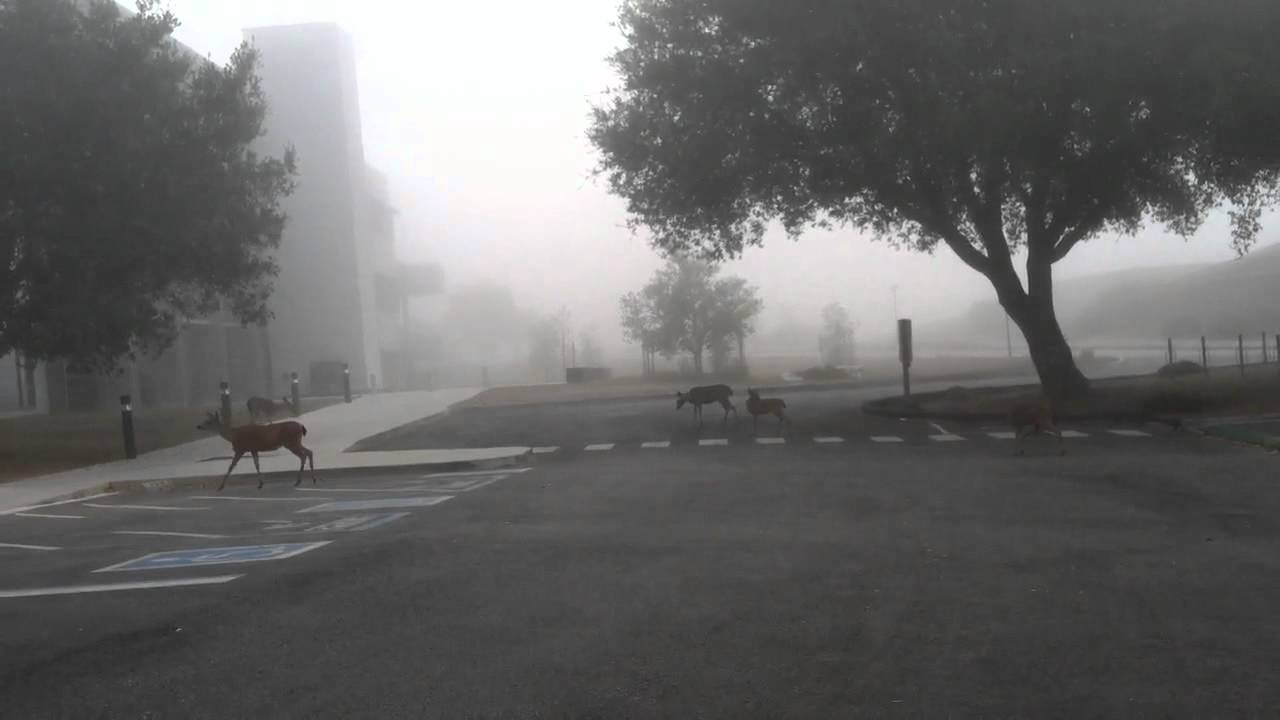 Deer At UCSC - YouTube