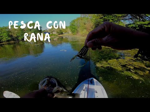 como pescar con Rana - YouTube