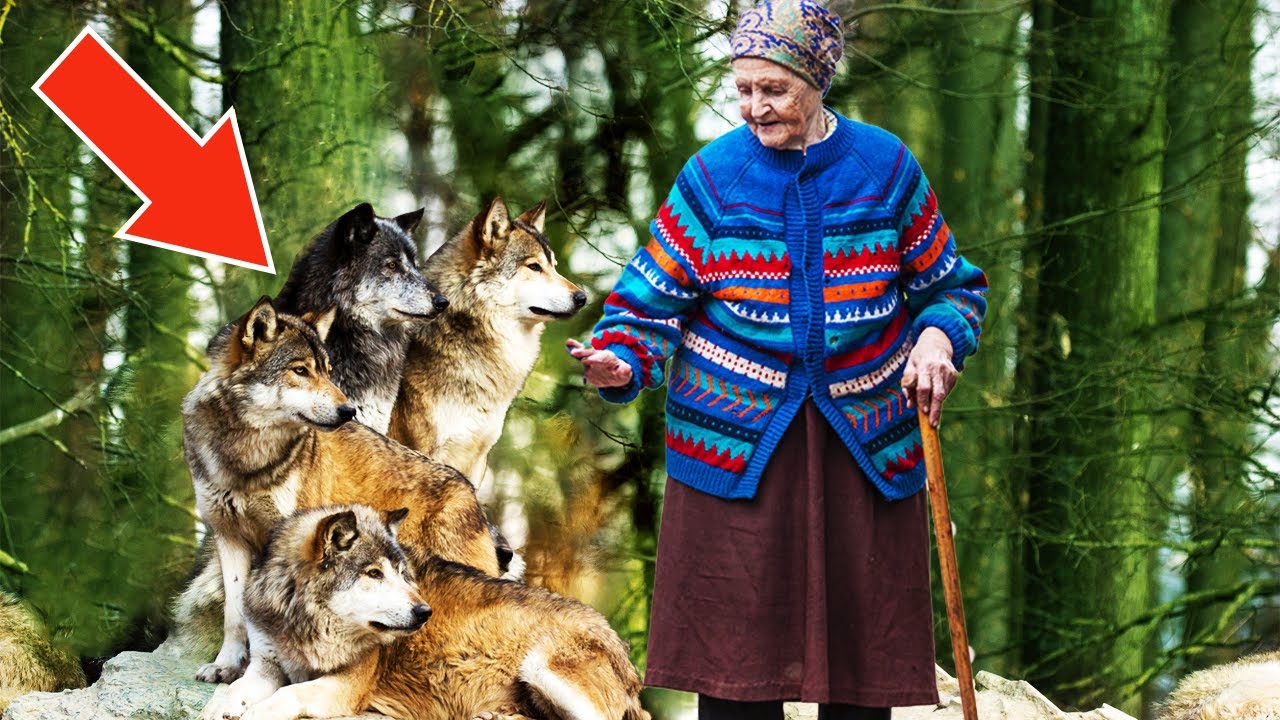 Elderly Woman Saves 4 Wolf Cubs from Danger and Their Incredible Way of ...