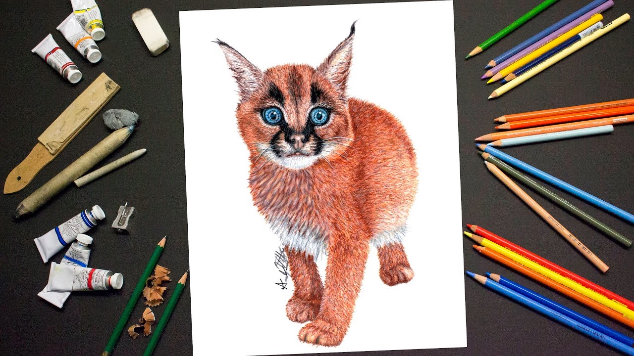 Caracal Drawing How To Draw A Cute Caracal